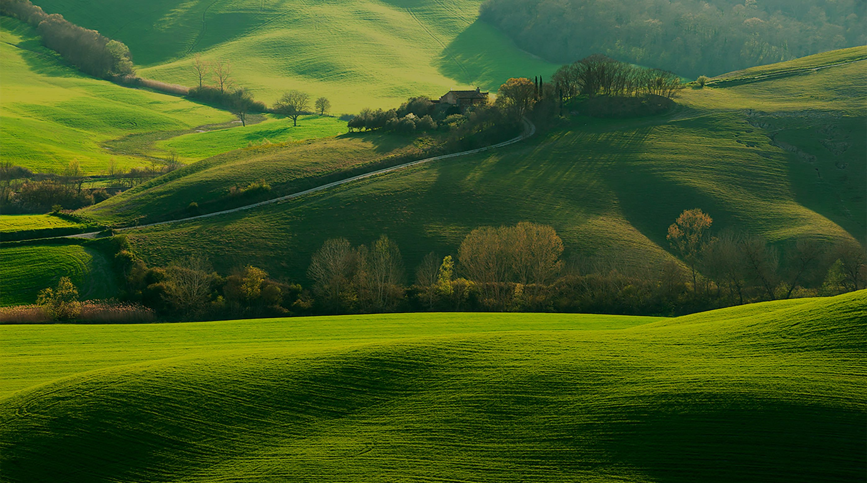 Oleina ™ - production and wholesale of sunflower oil